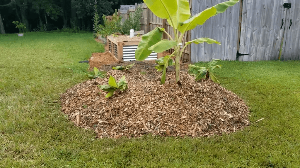 Building A Banana Circle To Grow Bananas in Florida - Michelle In The ...