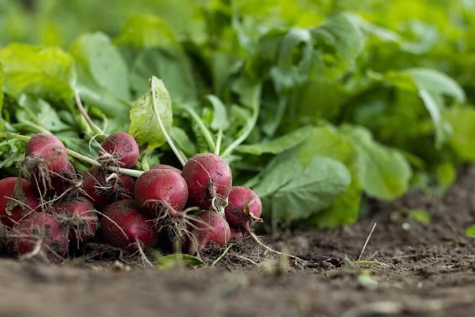How to Grow Radishes: A Guide To Spicy Roots - Michelle In The Meadow