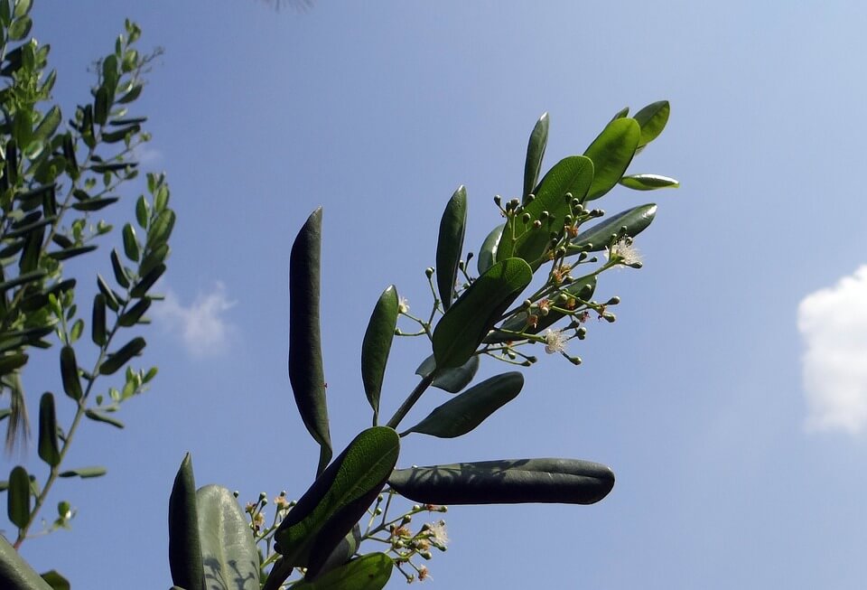 Allspice Tree: Seeds And Leaves For Spices - Michelle In The Meadow