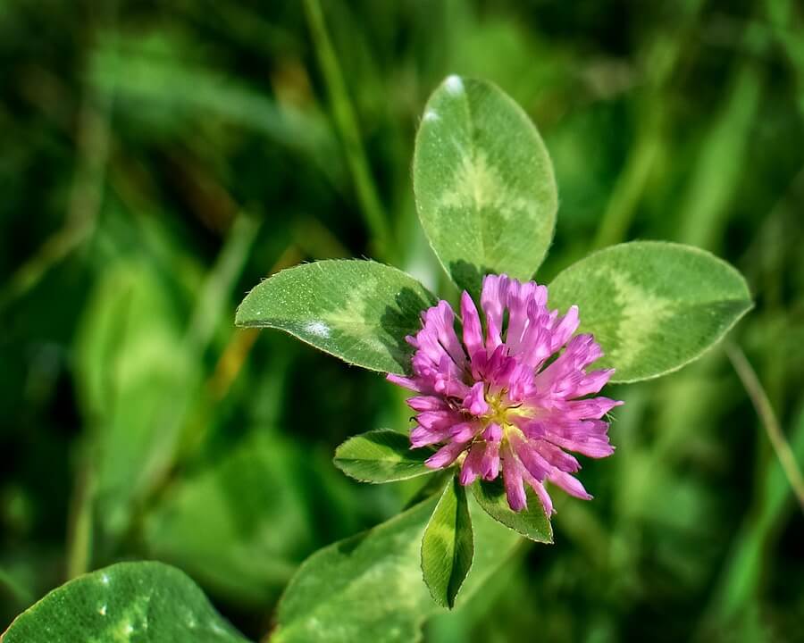 Clover Cover Crop Options And Methods - Michelle In The Meadow
