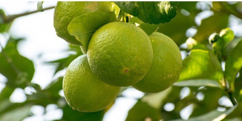 How to Grow and Care for Citrus Trees During Northern Florida Winters ...