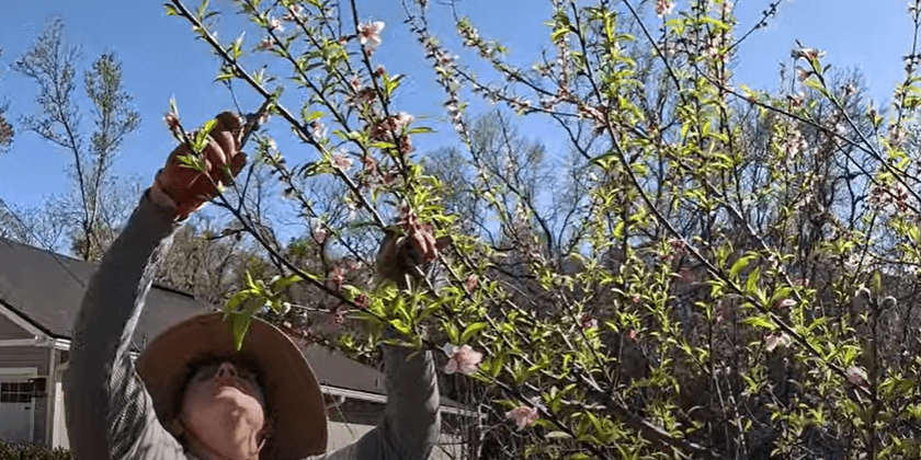 Pruning the Peach Tree - Wish Me Luck - Michelle In The Meadow