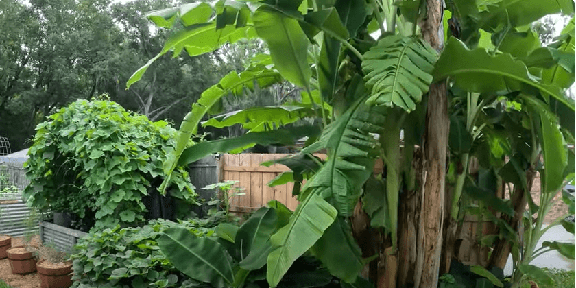 How Are The Bananas Growing 4 Years Later? - Michelle In The Meadow