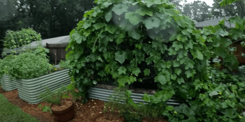 How to Start a Raised Bed Garden in Sandy Soil - Michelle In The Meadow