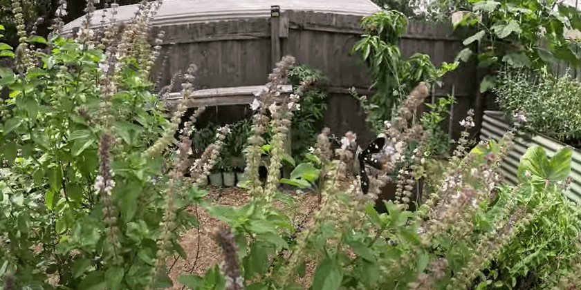 African Blue Basil for a Pollinator's Paradise - Michelle In The Meadow